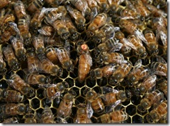 Marking A Queen Honey Bee